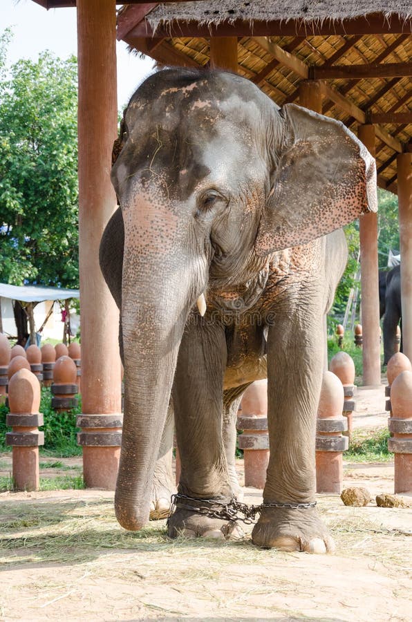 Thai elephant stock image. Image of green, animal, endangered - 54749325