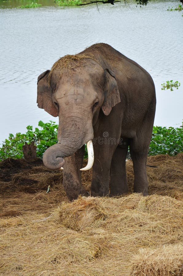 Thai Elephants at Ayutthaya Elephant Camp Thailand Stock Photo - Image ...