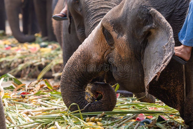 Headshot Elephant Head Thai Elephant in Elephant Farm Stock Image ...