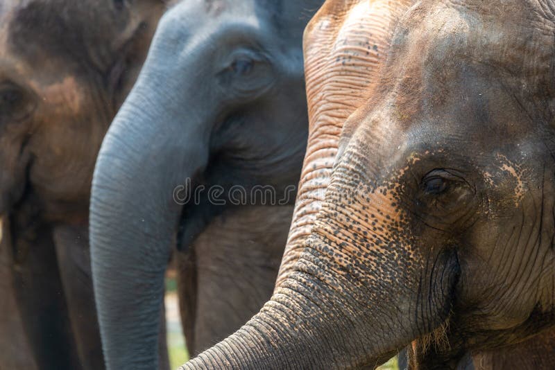 Headshot Elephant Head Thai Elephant in Elephant Farm Stock Photo ...