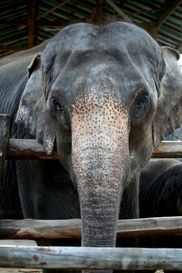 Thai elephants stock image. Image of petal, bloom, closeup - 68364369