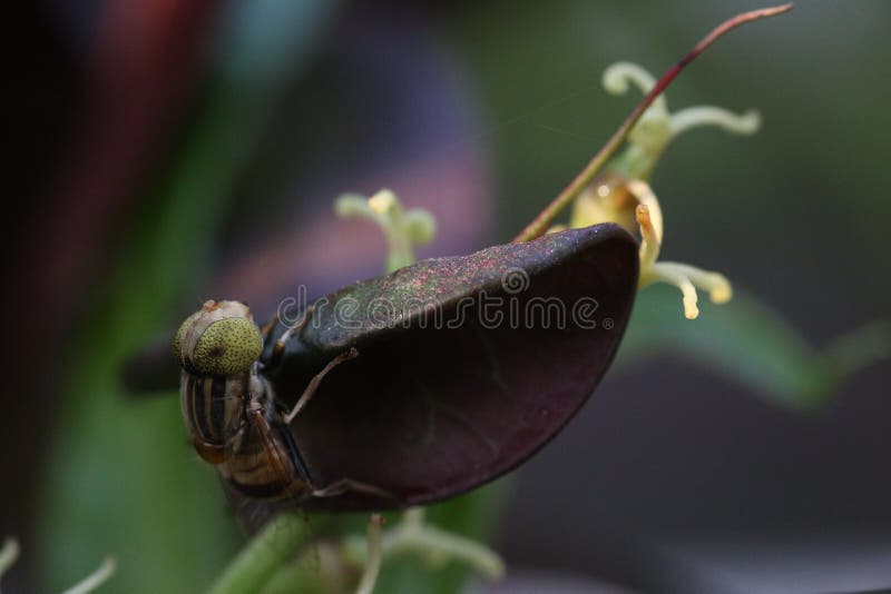 Thai exotic bugs bees stock photo. Image of thailand - 66687796