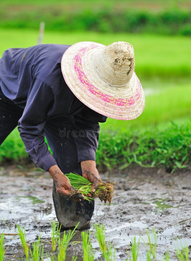 Thai farmer editorial stock photo. Image of culture, asian - 25705113