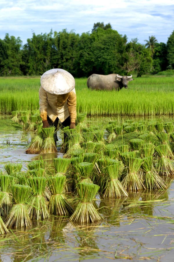 Thai Farmer with Buffalo stock image. Image of farmer - 34088647