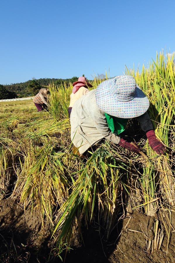 Thai Farmer Cutting Rice in Filed. Stock Image - Image of rice, scythe ...