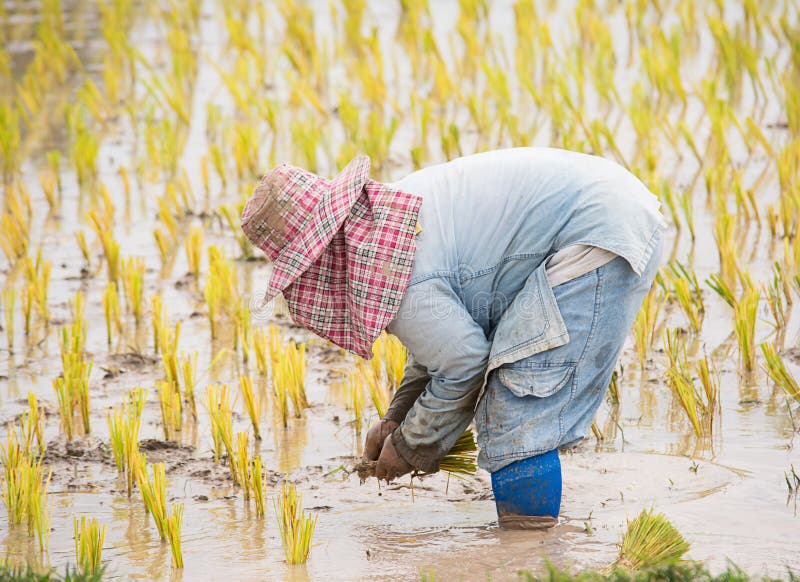 Thai Farmer is Doing Rice Farming. Stock Image - Image of country, grow ...