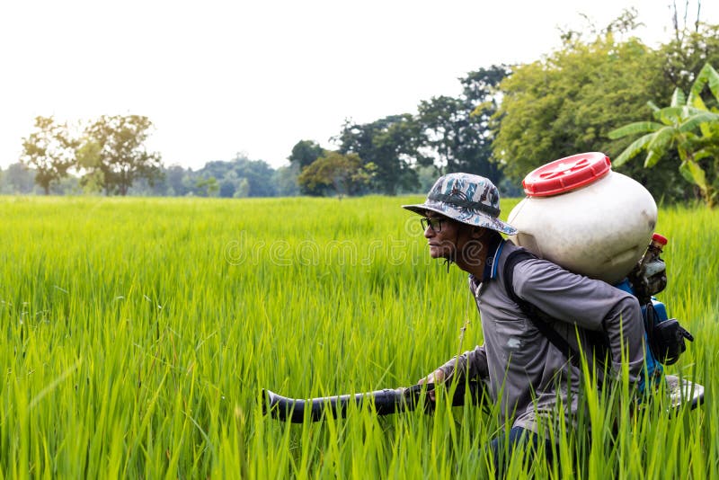 One Farmer Sprayed Fertilizer in the Green Rice Fields Editorial Stock ...