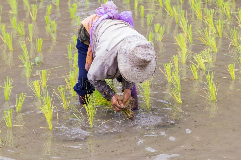 Thai Farmer Growing Rice in Northern Stock Image - Image of crop ...
