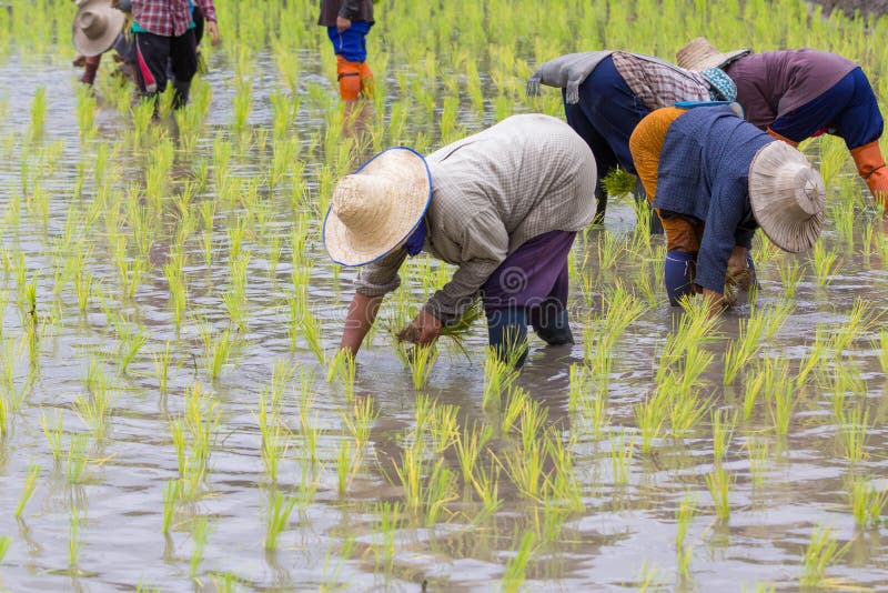 Thai Farmer Growing Rice in Northern Stock Image - Image of crop ...