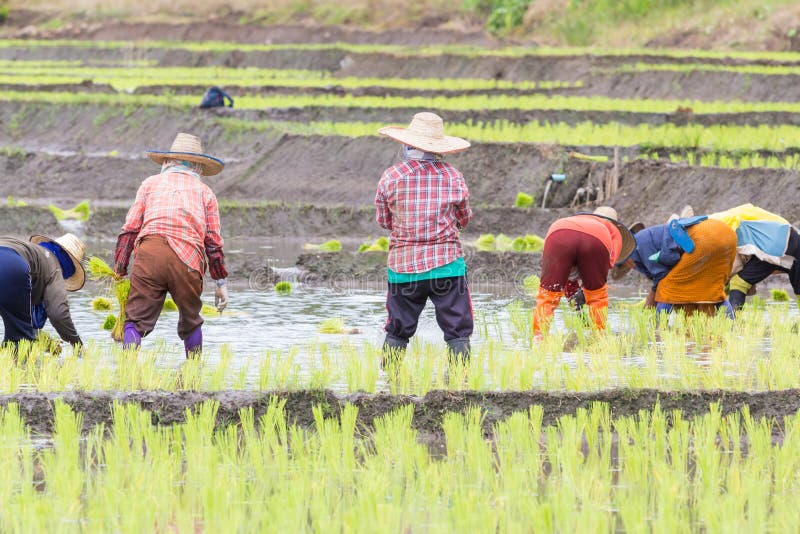 Thai Farmer Growing Rice in Northern Stock Image - Image of crop ...
