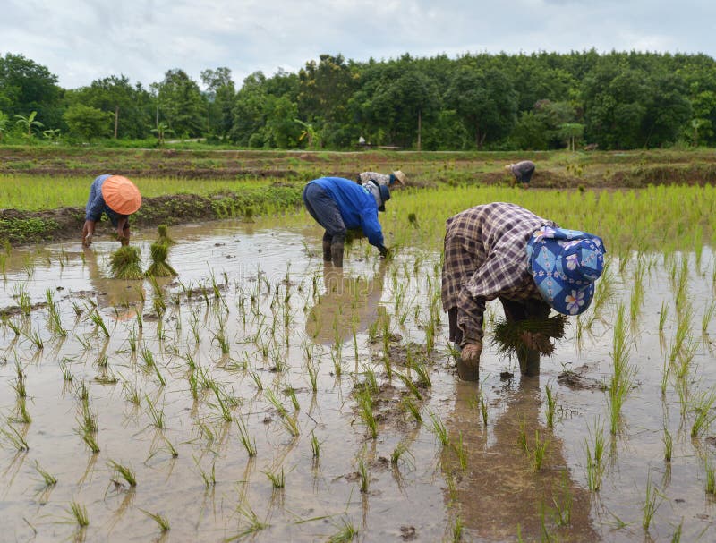 Thai farmer growing rice stock image. Image of farming - 57607737