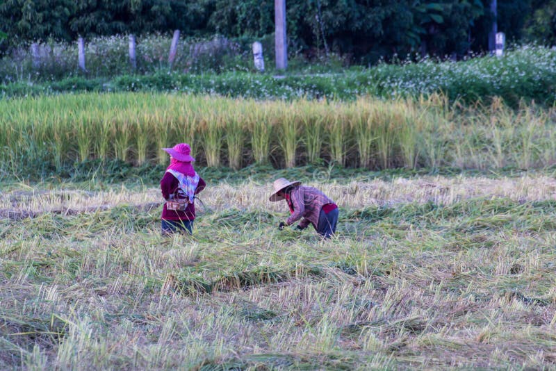 Thai Farmer Harvest Rice in Field Editorial Image - Image of crop, food ...