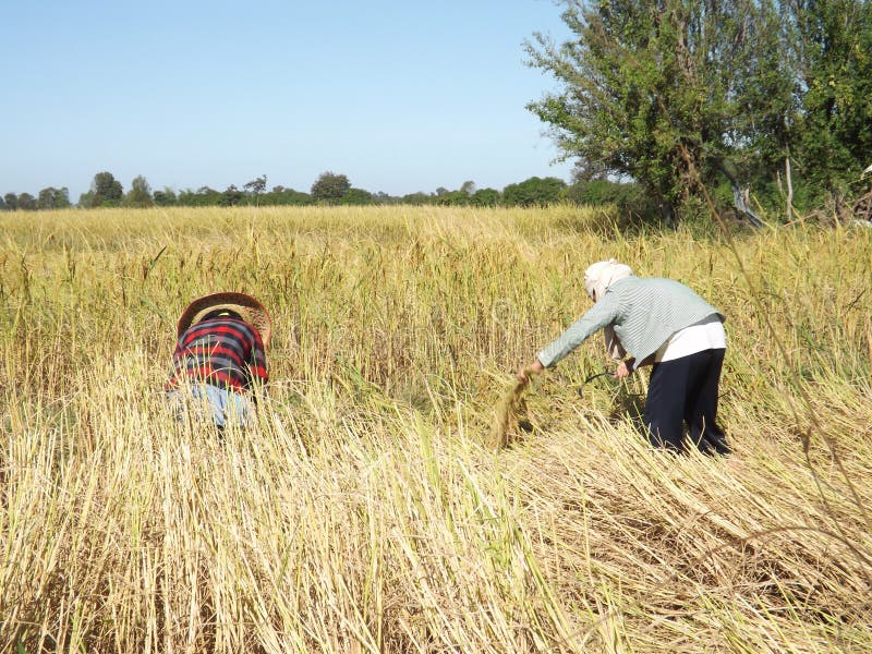 Thai Farmer Harvesting Rice Stock Photo - Image of nature, agriculture ...
