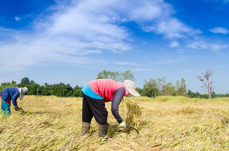 Thai Farmer Harvesting the Rice Rice Farm Field Stock Image - Image of ...