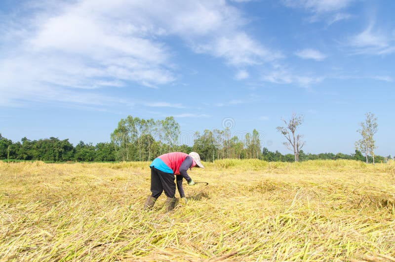 Thai Farmer Harvesting the Rice Rice Farm Field Stock Image - Image of ...