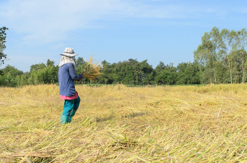 Thai Farmer Harvesting Rice in the Rice Field Editorial Photography ...