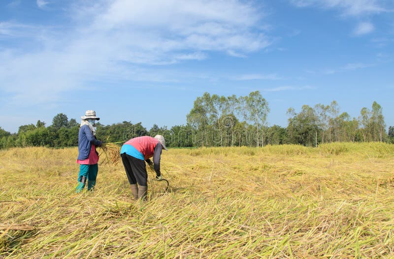 Thai Farmer Harvesting Rice in the Rice Field Editorial Stock Photo ...