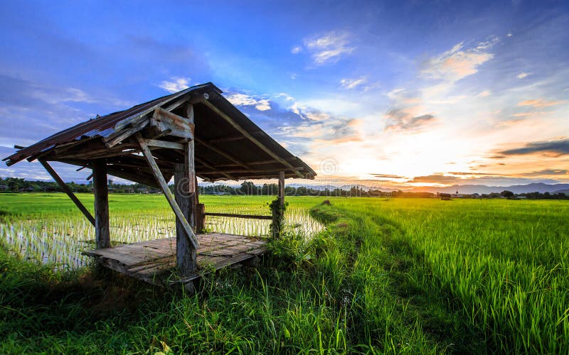 Thai Farmer Hut in Rice Field with Sunset Scene Stock Photo - Image of ...