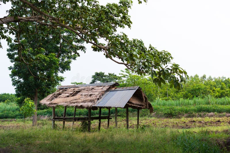 Thai farmer hut stock image. Image of rural, scene, agriculture - 105463741