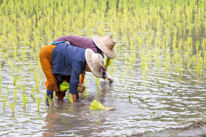 Thai farmer planting rice editorial photo. Image of plantation - 57916721