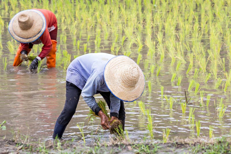 A Farmer is Planting Rice in a Rice Field Editorial Image - Image of ...
