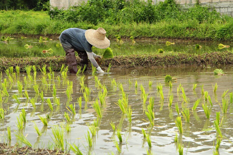 Thai farmer planting rice editorial image. Image of scene - 71923565