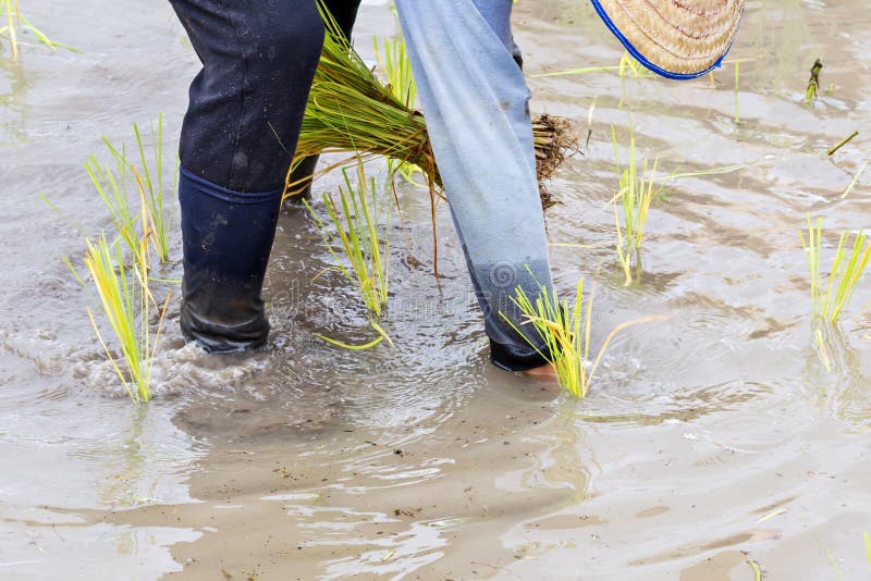 Thai Farmer Planting Rice on Rice Fields Editorial Photo - Image of ...