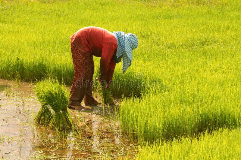 Farmer Preparation Rice Seedling To Plant Stock Photo - Image of ...