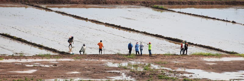 Thai Farmer Preparing Land for Seedbed. Rice Field with Water. Pattern ...