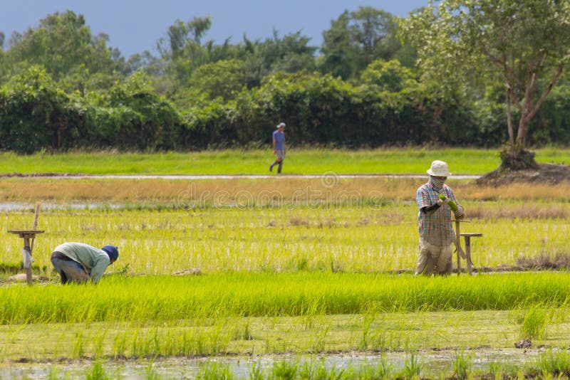 Thai farmer in rice field editorial photography. Image of india - 245643657