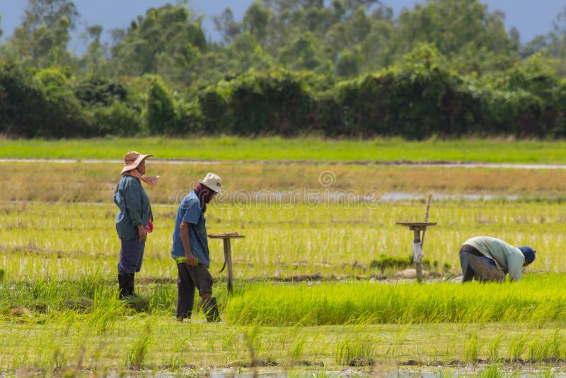 Thai farmer in rice field editorial stock photo. Image of bundle ...