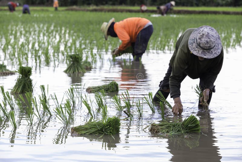 Thai farmer in rice field editorial photography. Image of people - 65477607