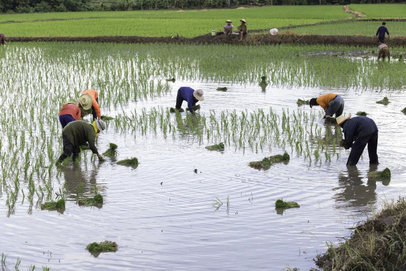 Thai farmer in rice field editorial photography. Image of water - 65477812