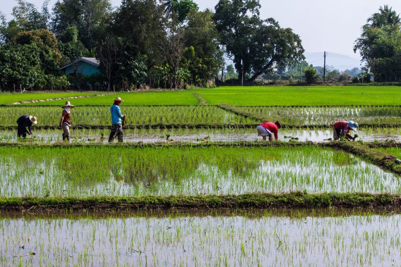 Thai Farmer Planting on the Rice Field Stock Image - Image of asia ...