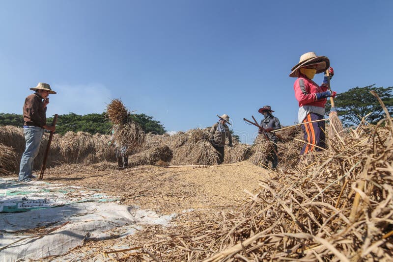 Thai Farmer Threshing by Beating Rice To Separate Seed. Editorial Stock ...