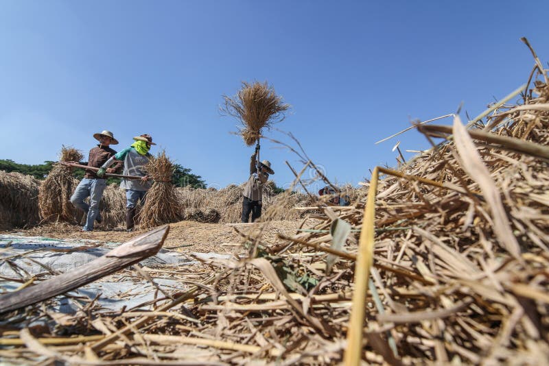 Thai Farmer Threshing by Beating Rice To Separate Seed. Editorial Stock ...