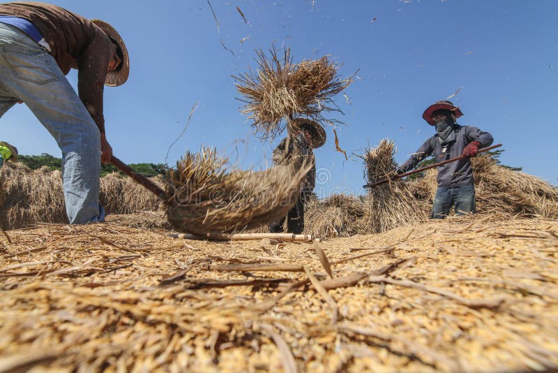 Thai Farmer Threshing by Beating Rice To Separate Seed. Editorial Photo ...