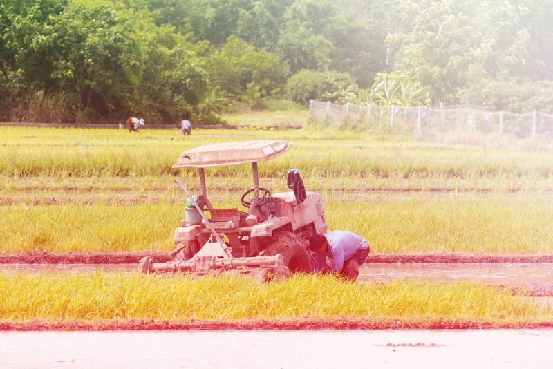 Thai Farmer with Tracktor in Rice Field Stock Image - Image of farm ...