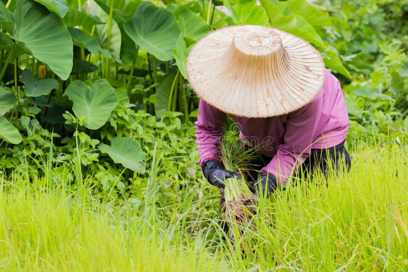 Thai Farmer with Traditional Hat Working on Rice Field Stock Image ...