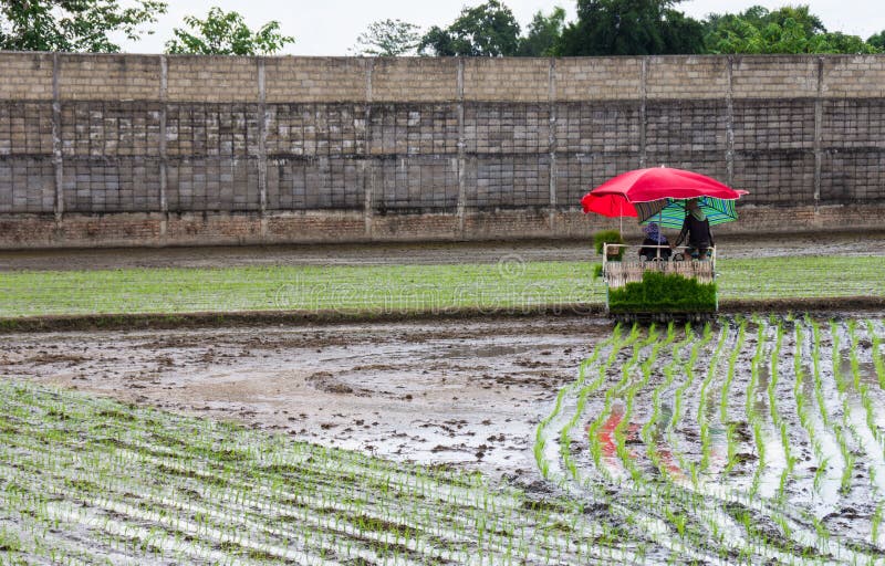 Thai Farmer Used the Transplant Car Editorial Stock Photo - Image of ...