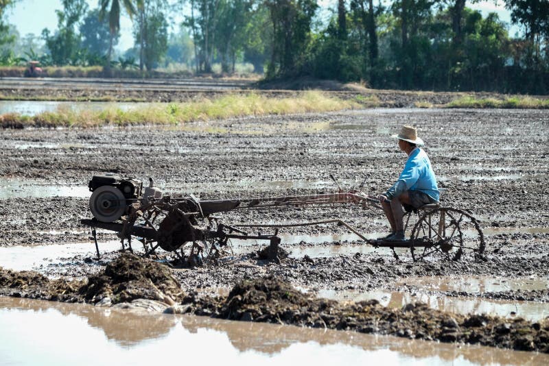 Thai Farmer Using Tiller Tractor in Rice Field Editorial Stock Photo ...