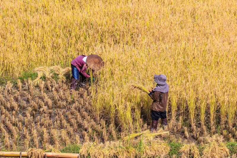 Thai farmer editorial photo. Image of chiangmai, harvest - 52068776