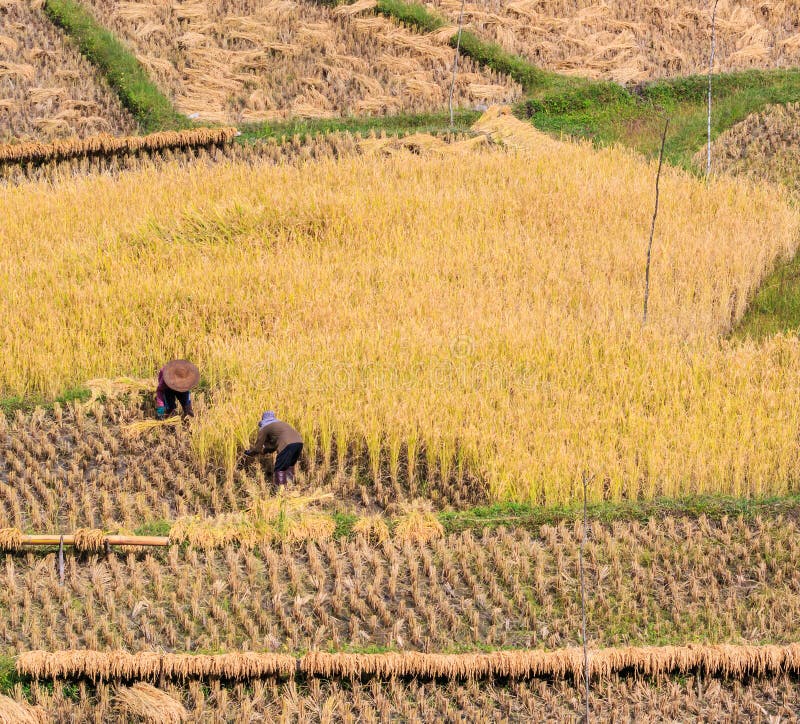 Thai farmer stock image. Image of garden, farm, crop - 52069153