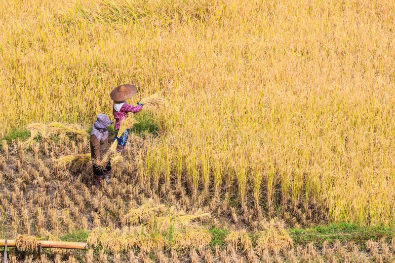 Thai farmer stock image. Image of harvesting, garden - 52069887
