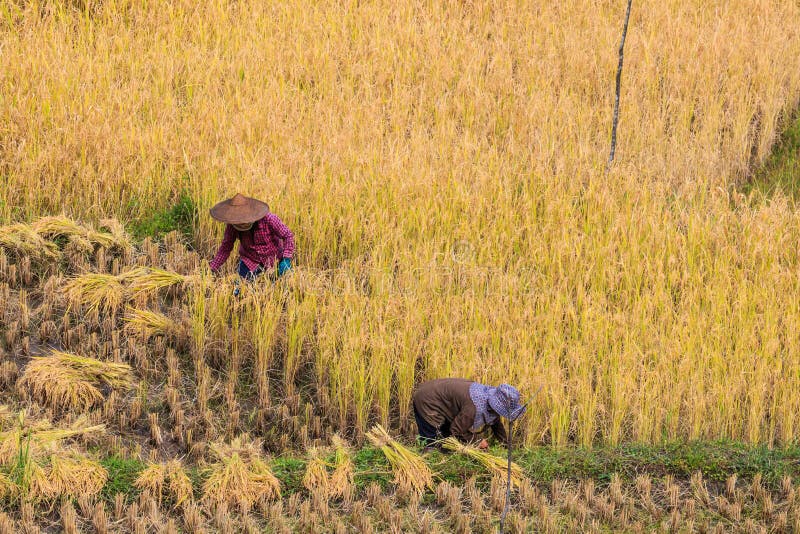 Thai farmer stock photo. Image of country, meadows, botany - 52070192