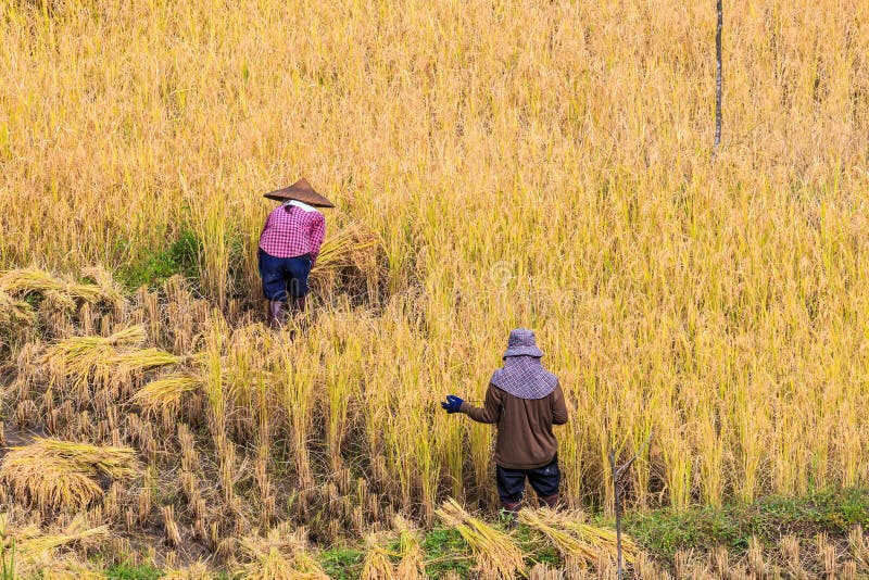 Thai farmer stock image. Image of field, chiangmai, country - 52070975