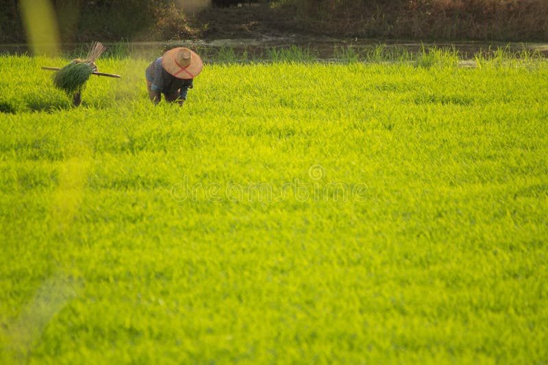 Thai Farmer Work in Rice Field Stock Image - Image of asian, country ...