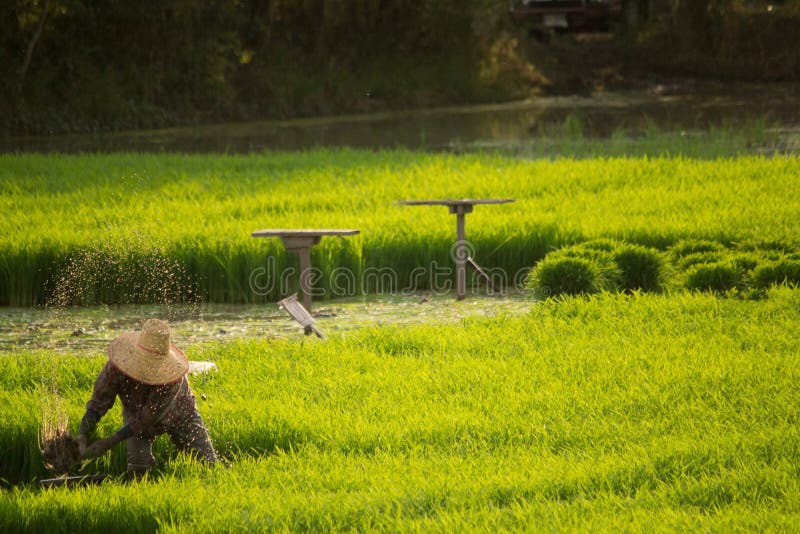 Work on the Rice Field, Laos Stock Photo - Image of grow, people: 4579760