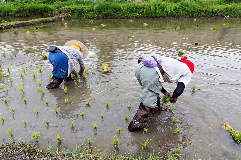 Thai farmers planting rice stock photo. Image of outdoor - 72335458