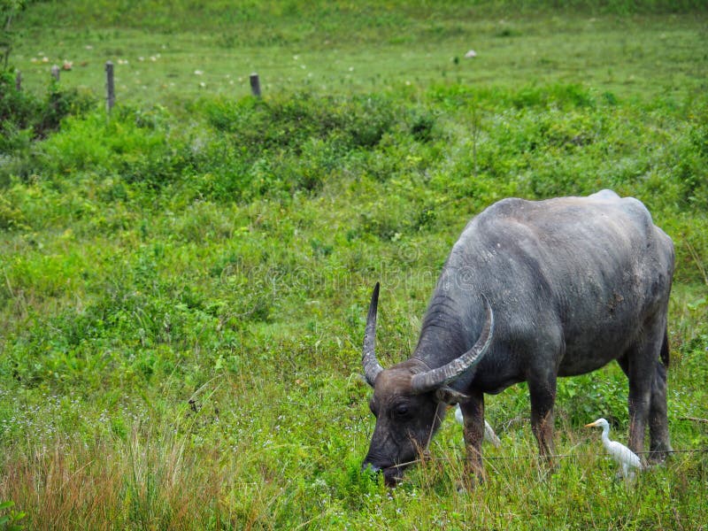 Buffalo feeds on pasture stock image. Image of domestic - 99261307